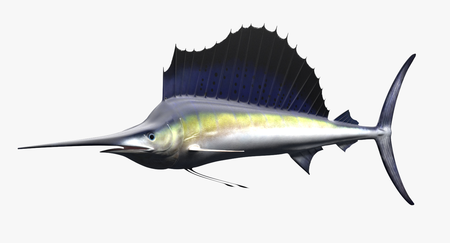 Sailfish fish 3D model - TurboSquid 1154690