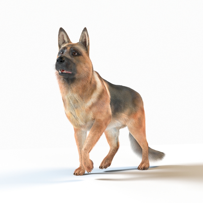 German shepherd rig fur 3D - TurboSquid 1154698