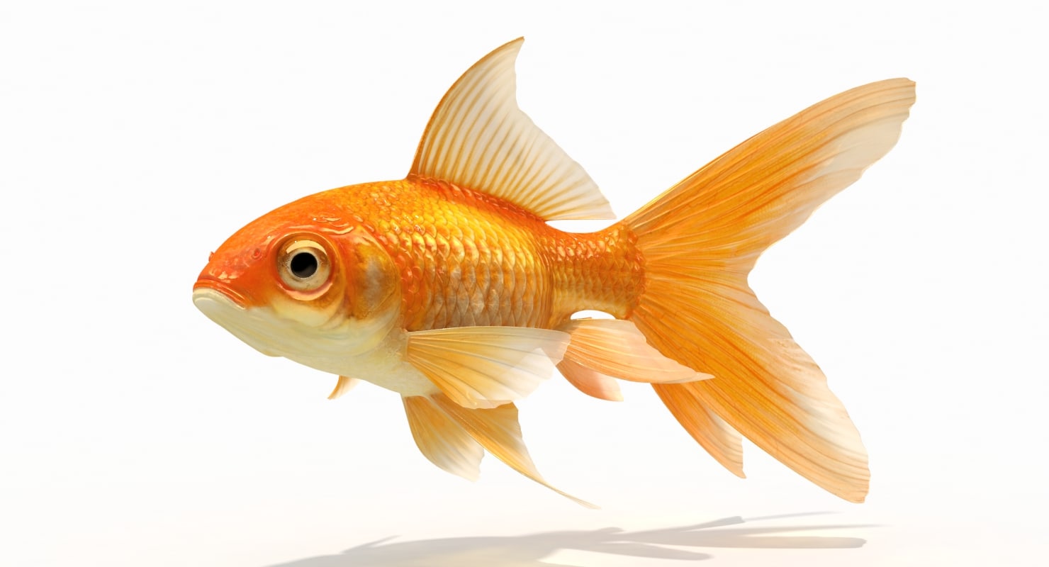 3D model goldfish 2 animation - TurboSquid 1154992