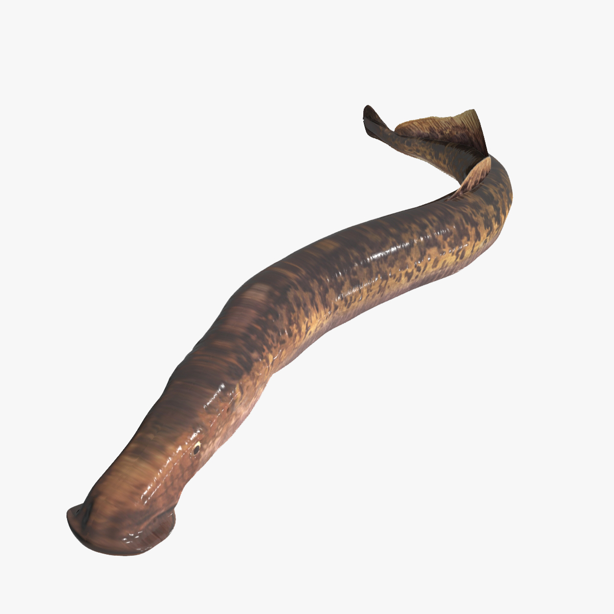 Sea lamprey model - TurboSquid 1155147