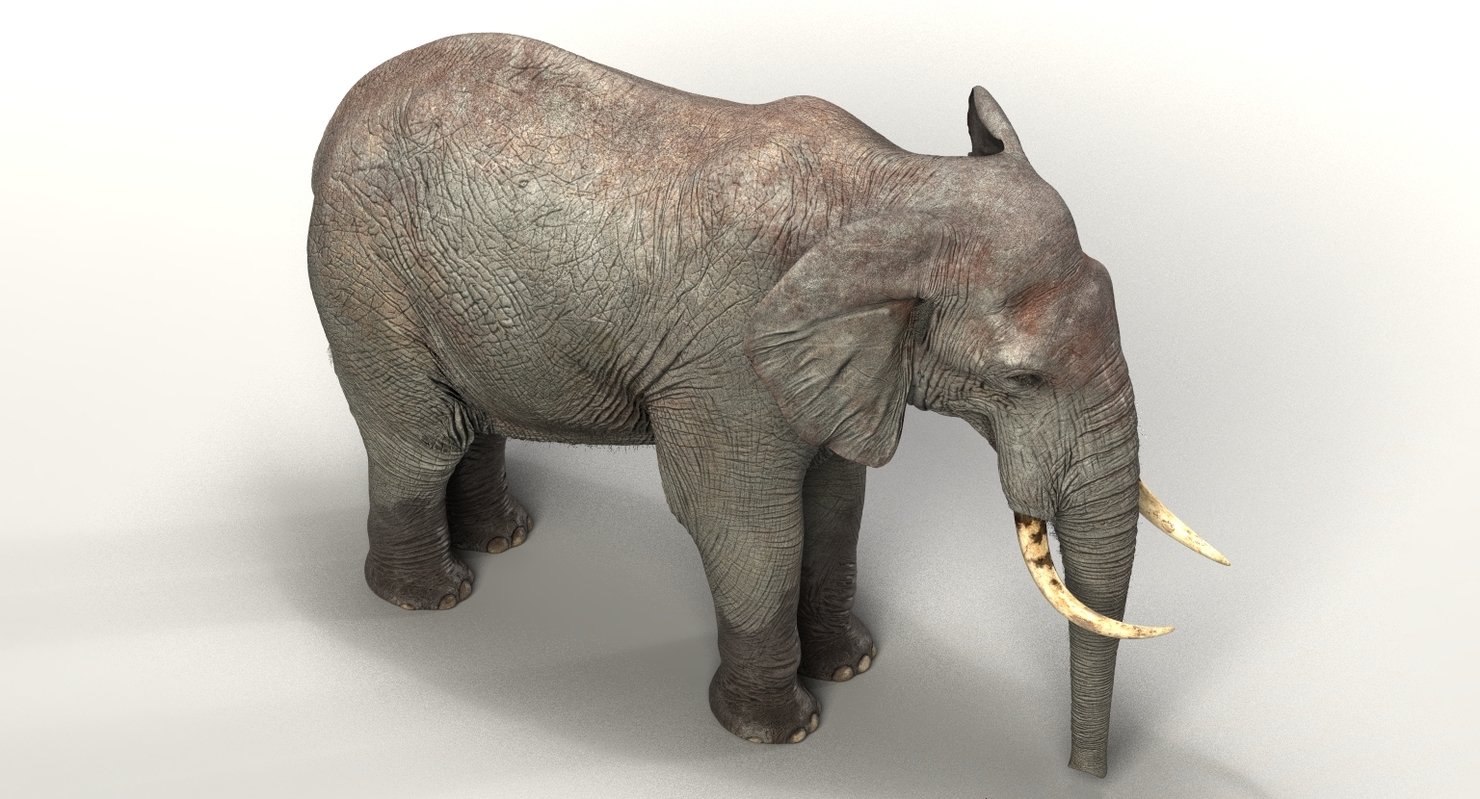 Elephant rigged 3D - TurboSquid 1155628
