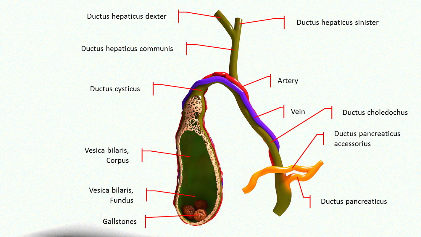 Gallbladder Model Labeled