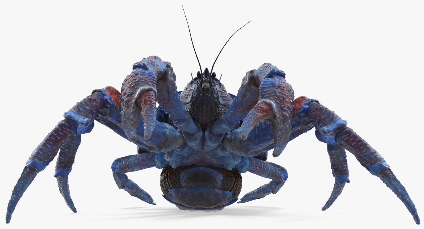 Robber crab walking pose 3D - TurboSquid 1156730