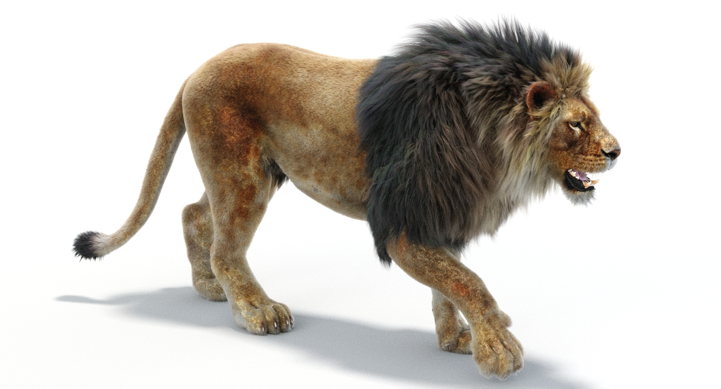 Lion 2 fur colors model - TurboSquid 1156859