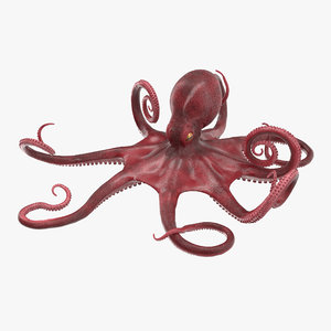 Octopus 3D Models for Download | TurboSquid