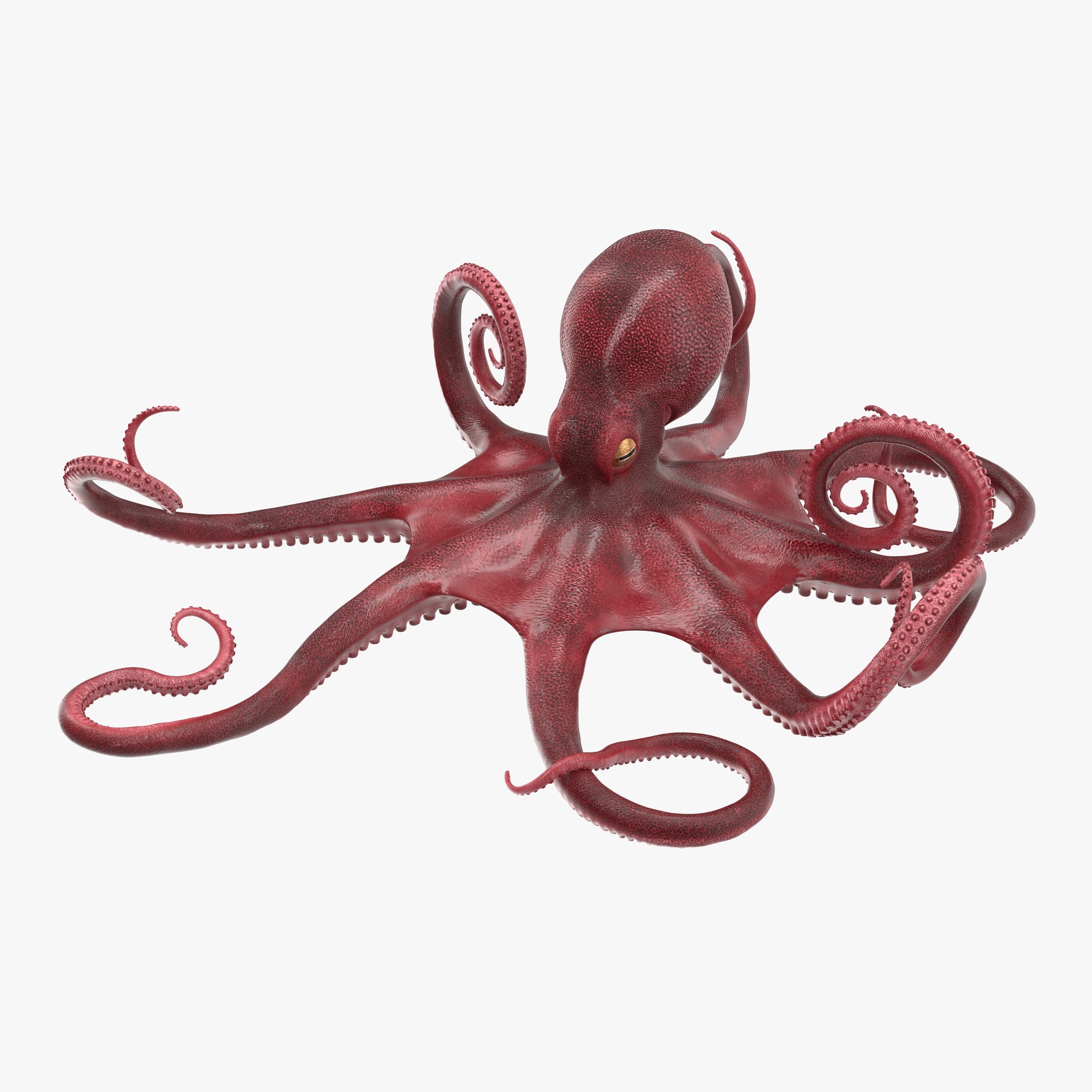 3D octopus vulgaris rigged - TurboSquid 1157694
