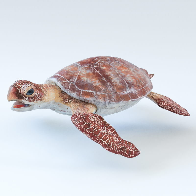 3D sea turtle - TurboSquid 1157925