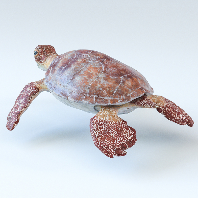 3D sea turtle - TurboSquid 1157925