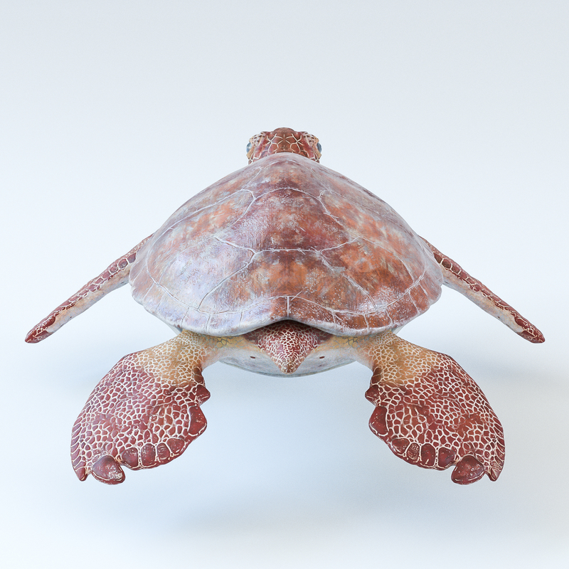 3D sea turtle - TurboSquid 1157925