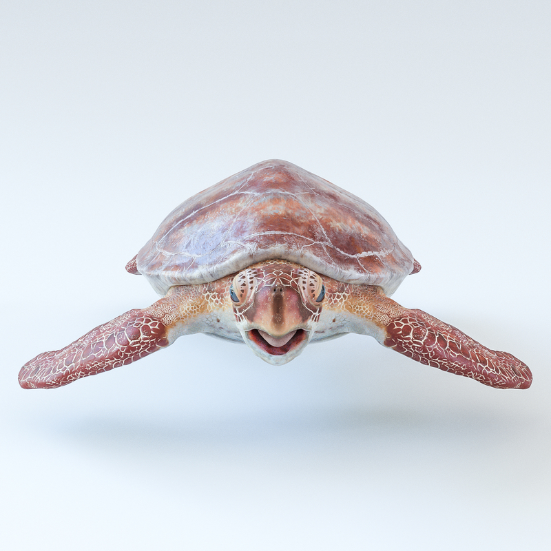 3D sea turtle - TurboSquid 1157925