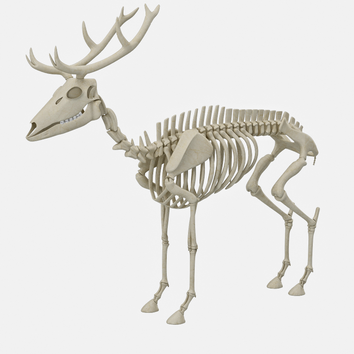 Deer skeleton 3D - TurboSquid 1158028