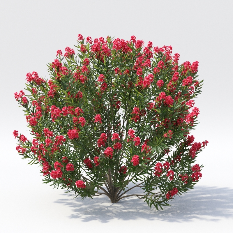 Oleander flower model - TurboSquid 1158182