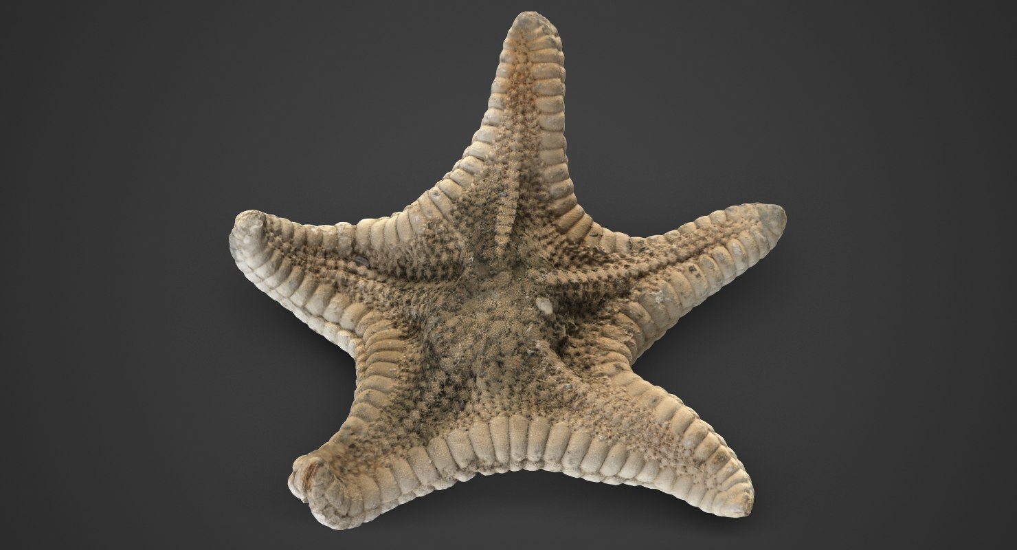 3D model starfish 3 - TurboSquid 1158520