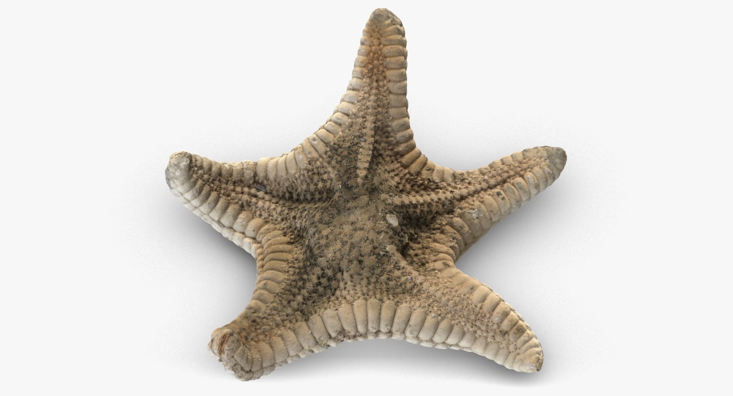 3D model starfish 3 - TurboSquid 1158520