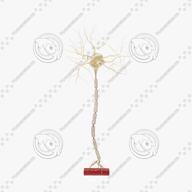 3D motor neuron - TurboSquid 1158889