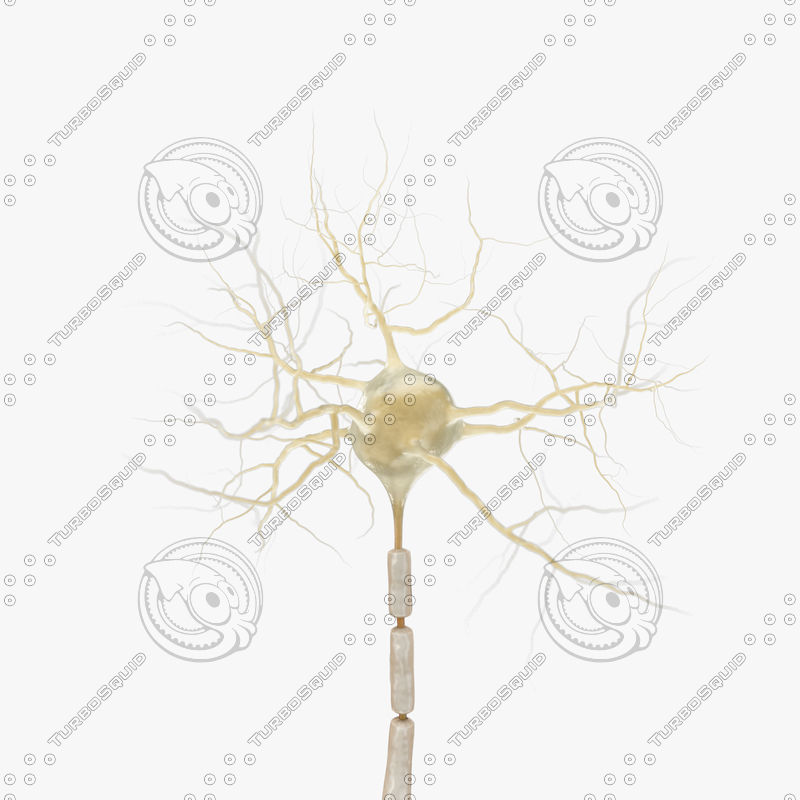 3D motor neuron - TurboSquid 1158889