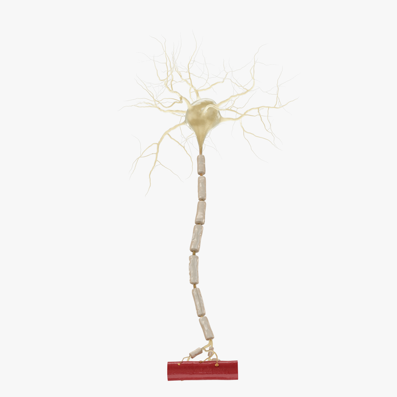 3D motor neuron - TurboSquid 1158889
