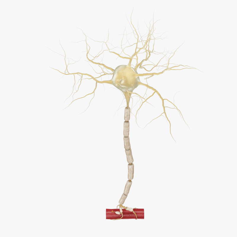 3D motor neuron - TurboSquid 1158889