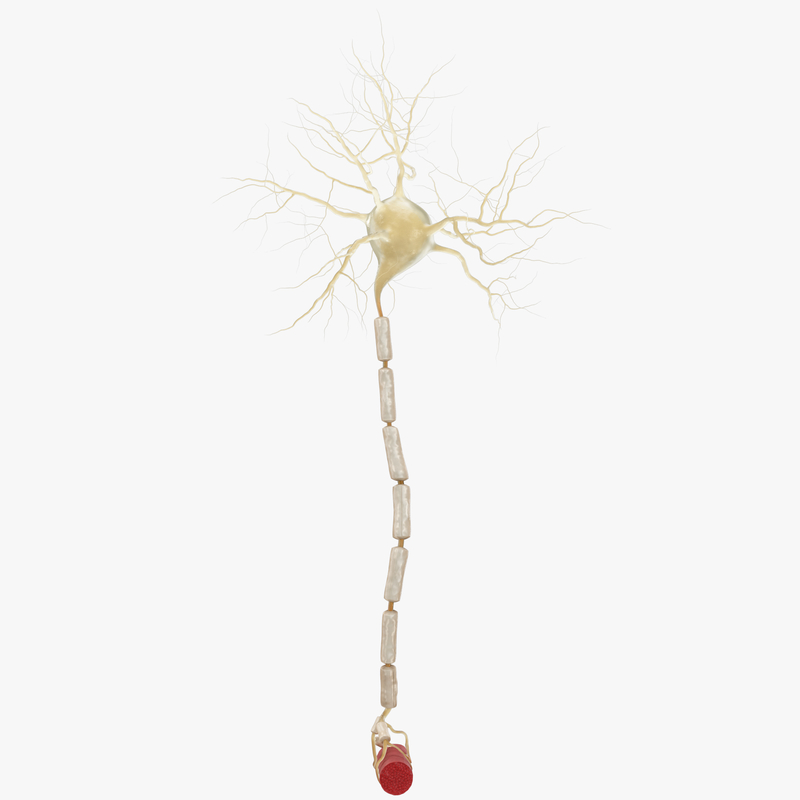 3D motor neuron - TurboSquid 1158889