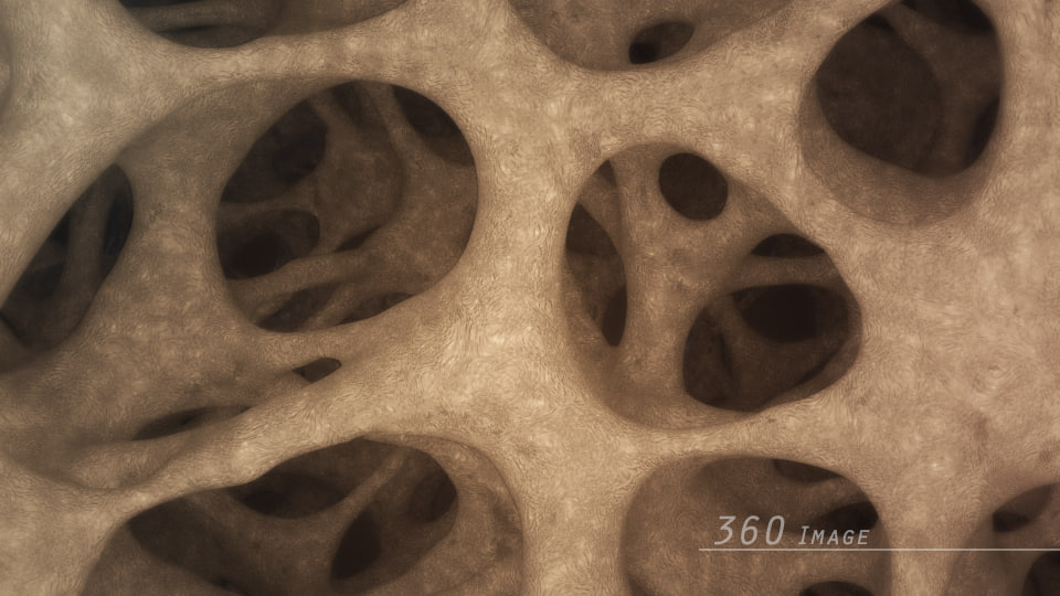 3D bone structure 360 - TurboSquid 1159194