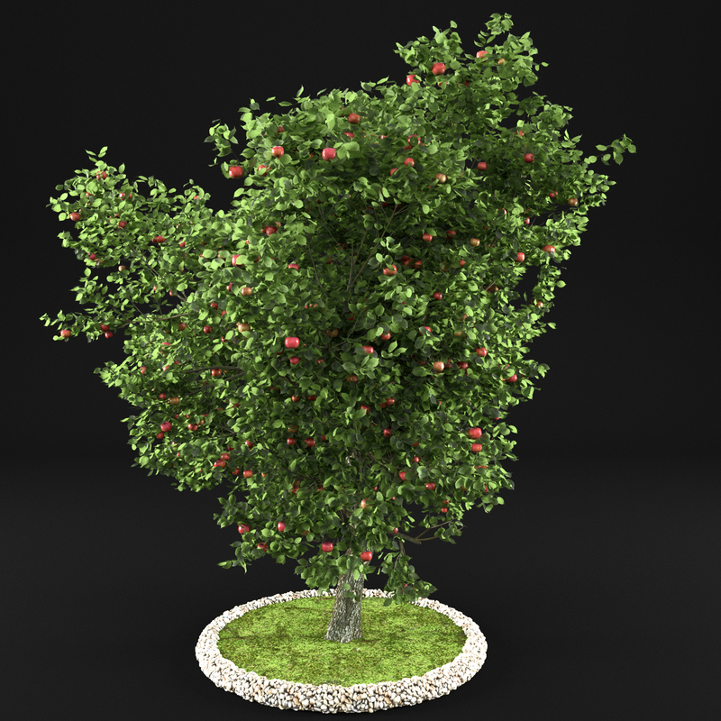 3D apple tree - TurboSquid 1159245