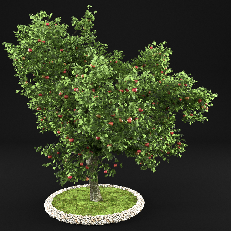 3D apple tree - TurboSquid 1159245