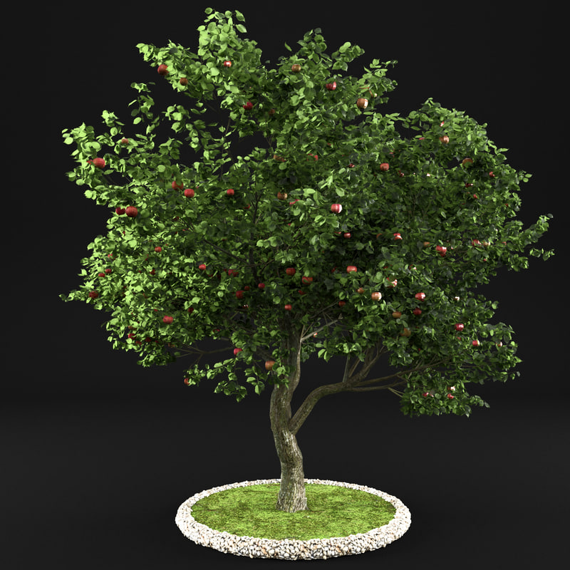 3D apple tree - TurboSquid 1159261