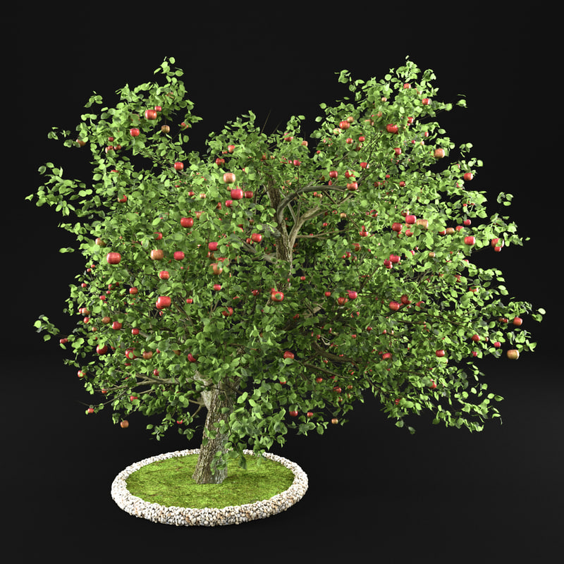3D apple tree model - TurboSquid 1159283