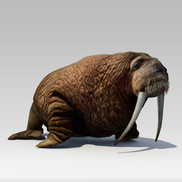 3D Walrus Models | TurboSquid
