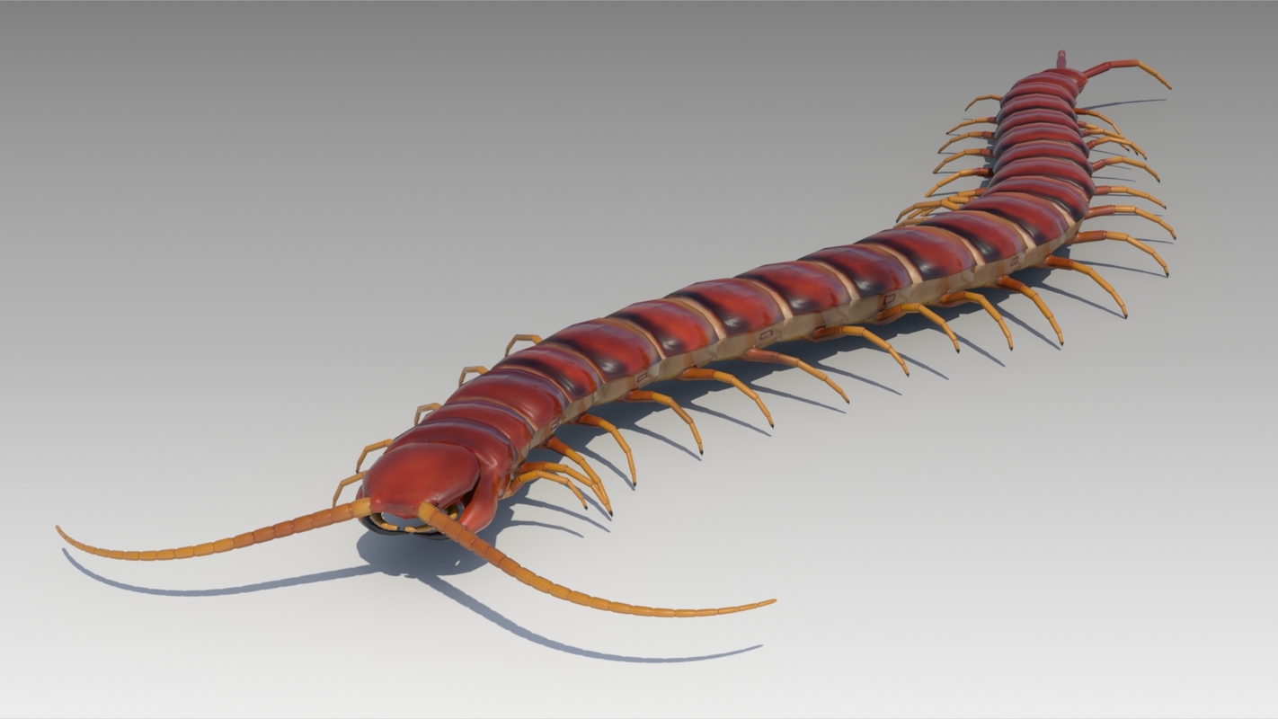 3D centipede - TurboSquid 1159398