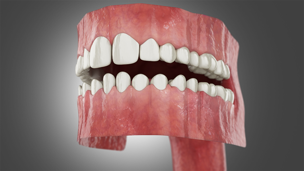 3D realistic mouth teeth tongue model - TurboSquid 1159880