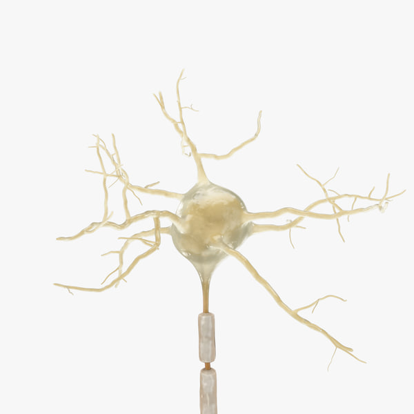 3D motor neuron 2 model - TurboSquid 1159940