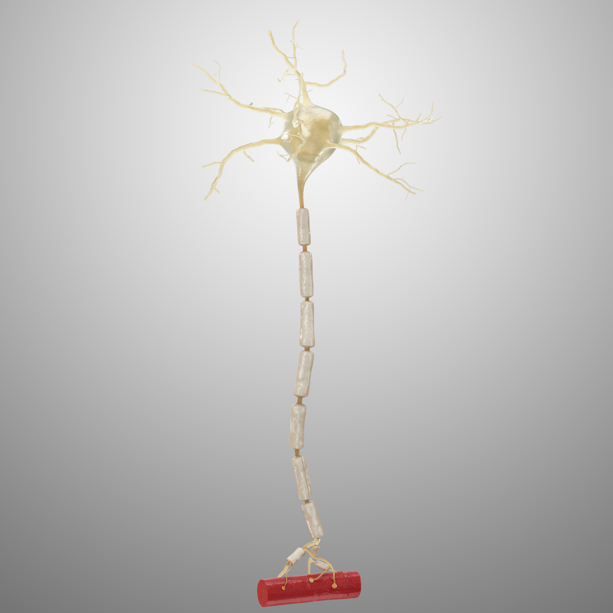 3D motor neuron 2 model - TurboSquid 1159940