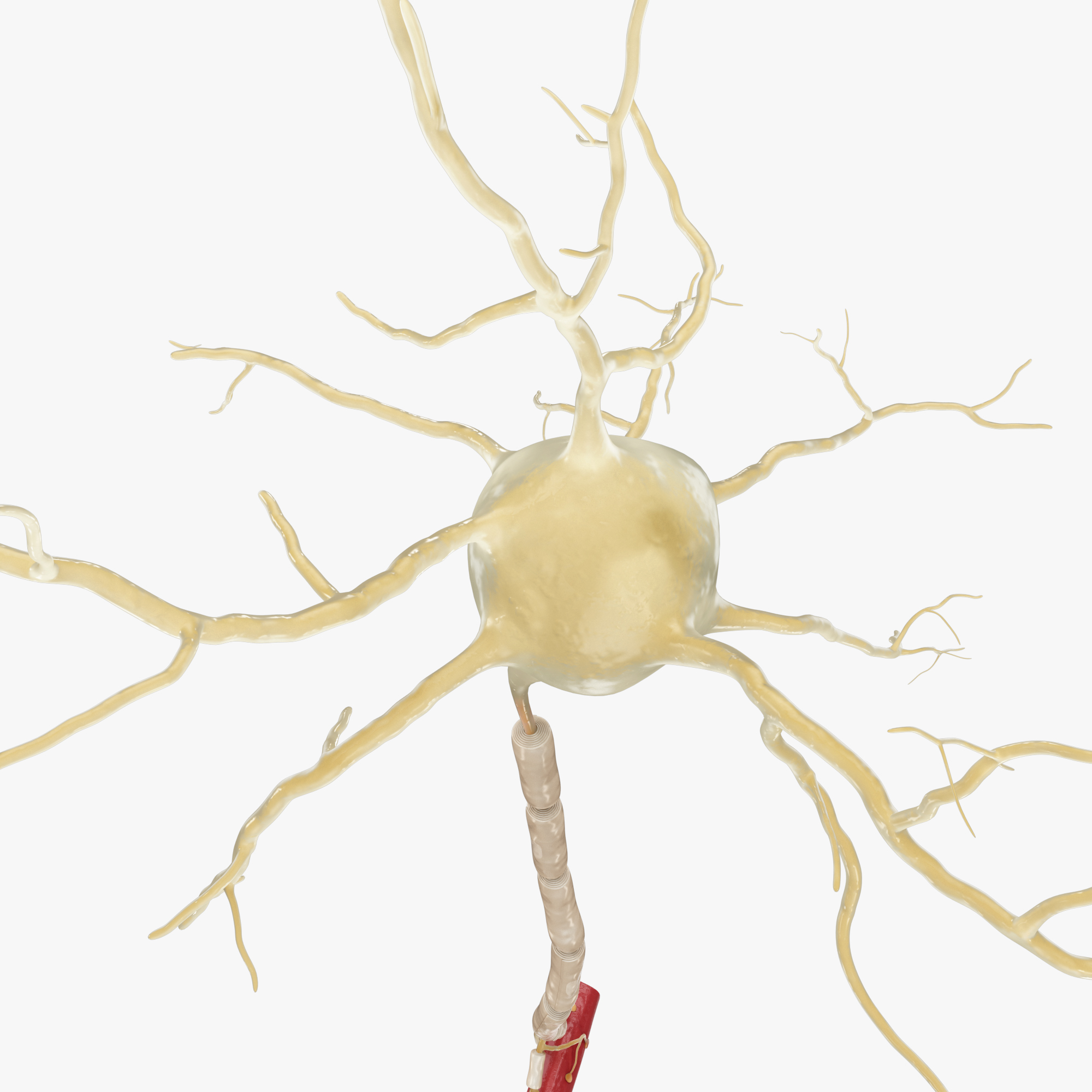 3D motor neuron 2 model - TurboSquid 1159940