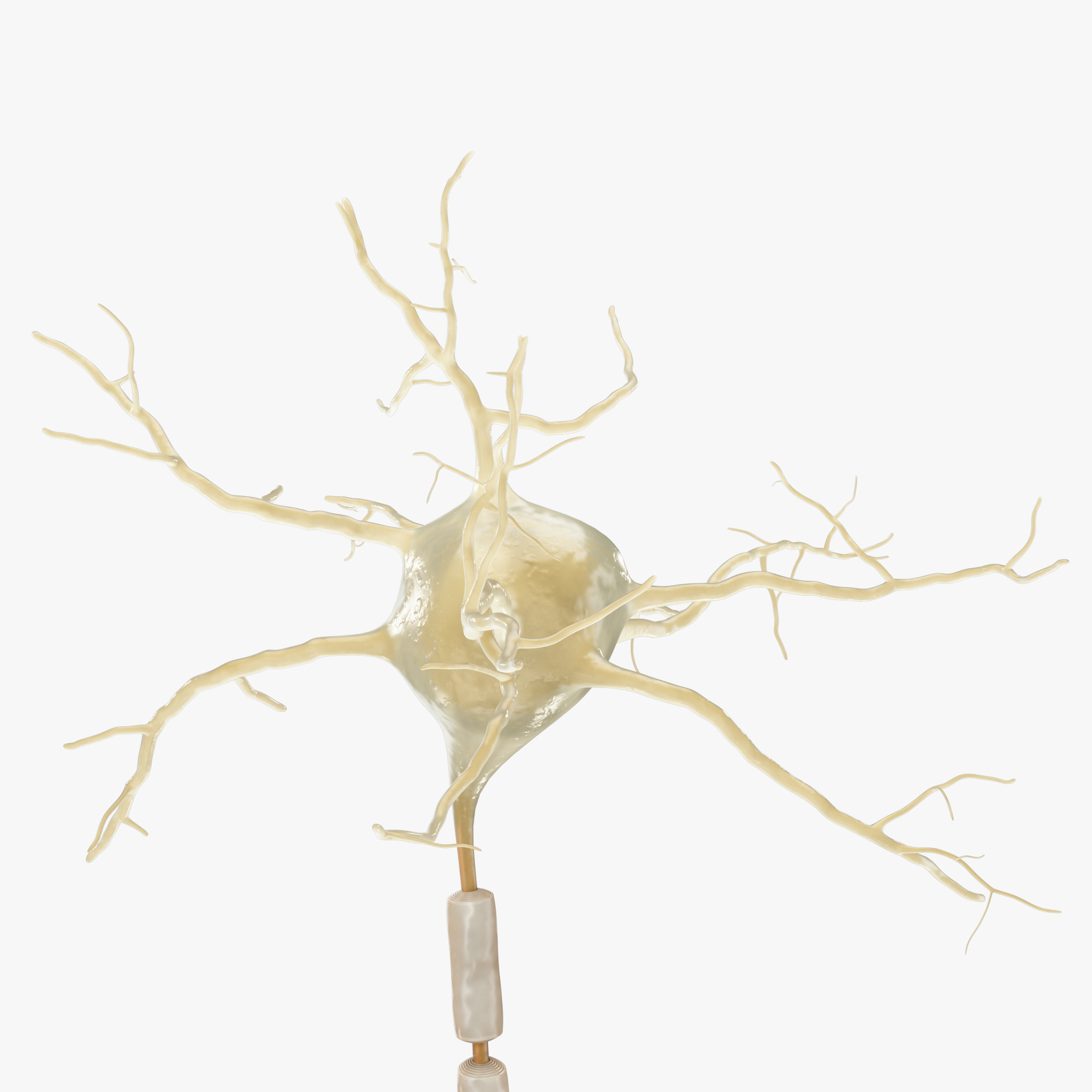 3D motor neuron 2 model - TurboSquid 1159940