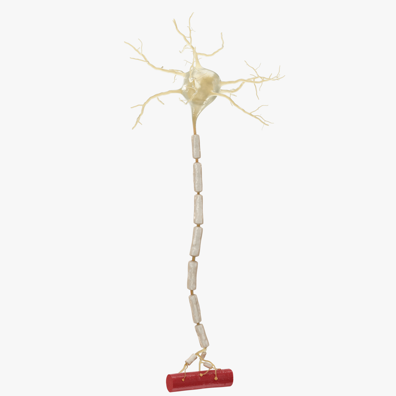 3D motor neuron 2 model - TurboSquid 1159940