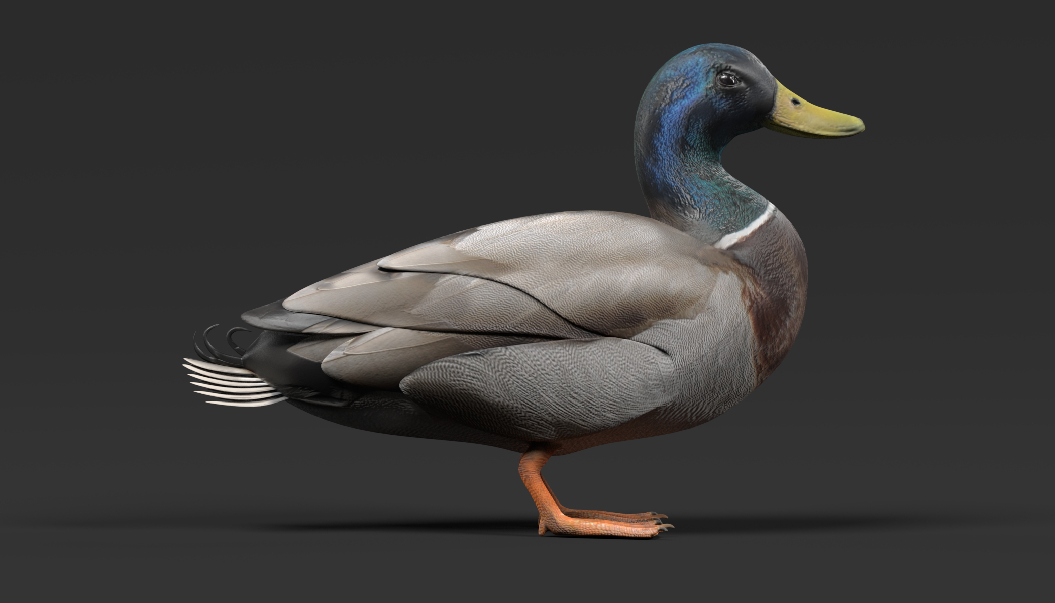 Wild ducks 3D model - TurboSquid 1160715