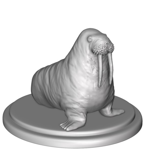 3D Walrus Models | TurboSquid