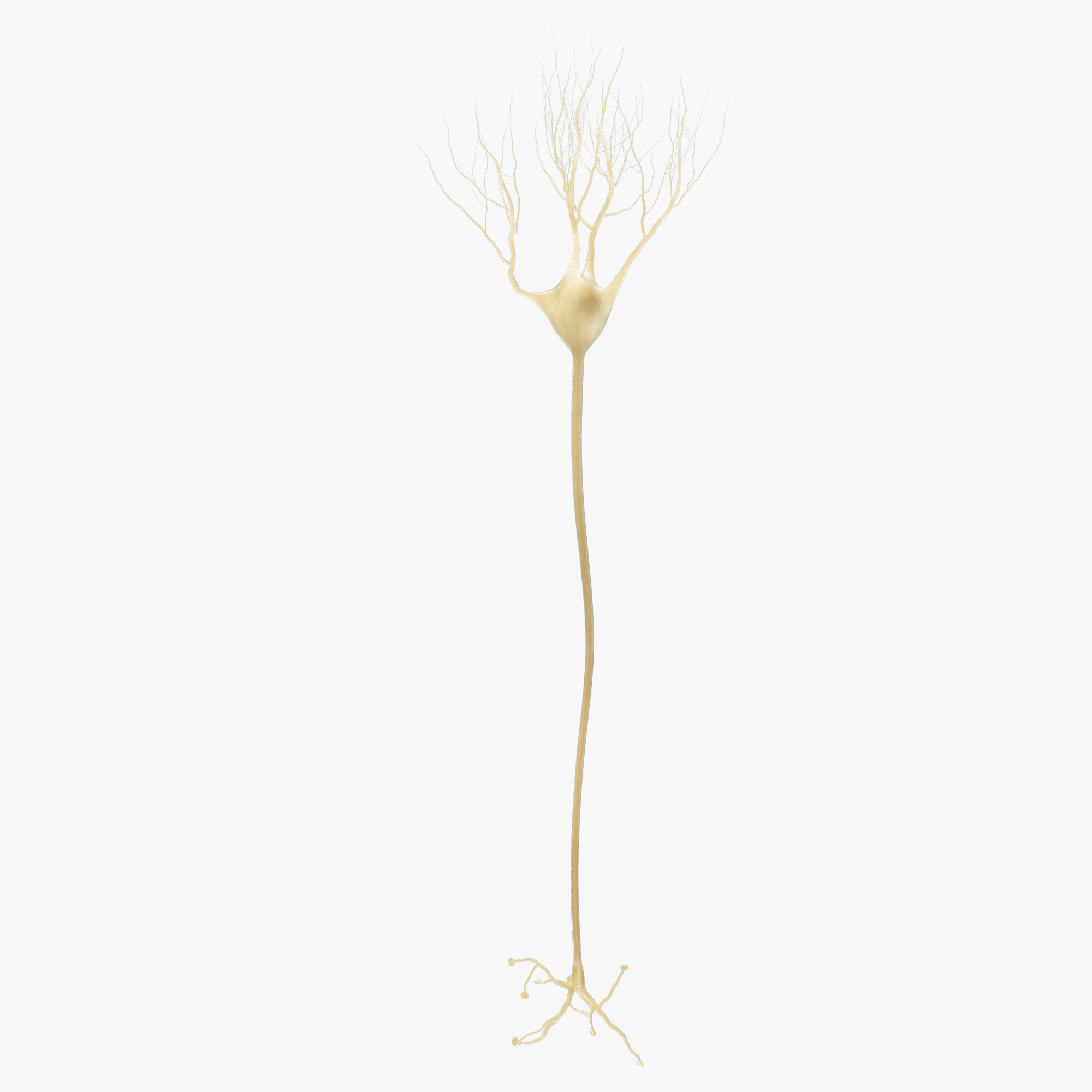 modelo 3d Interneurona multipolar - TurboSquid 1160900