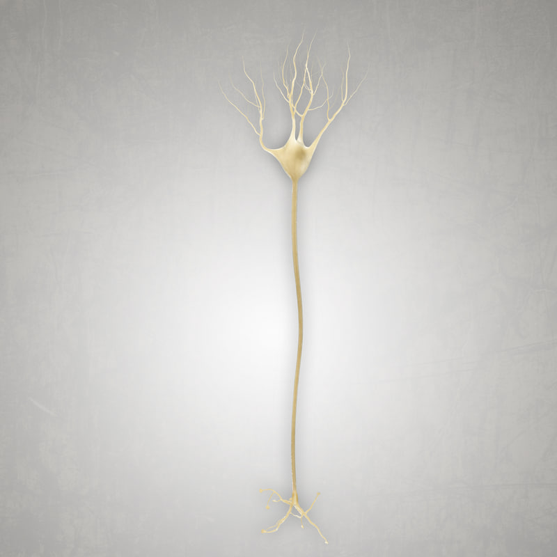 3D multipolar interneuron model - TurboSquid 1160900