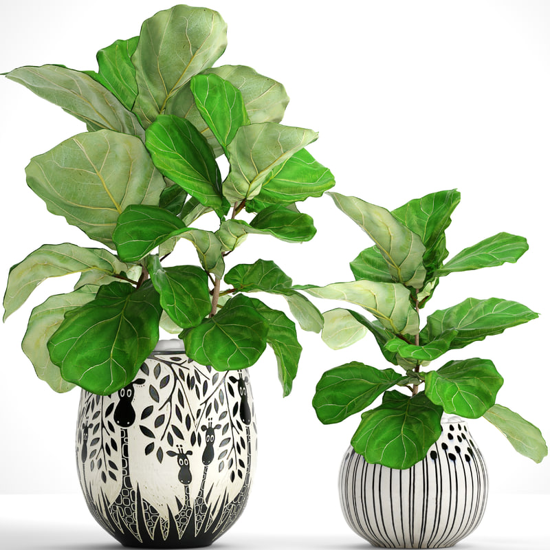 Ficus lyrata trees 3D - TurboSquid 1161268