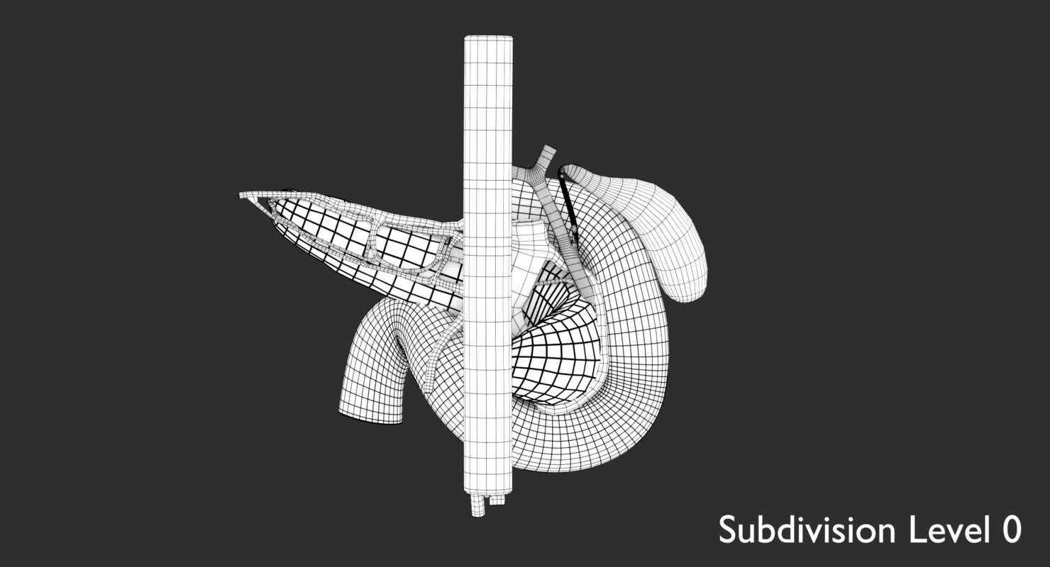 Pancreas anatomical 3D model - TurboSquid 1161334