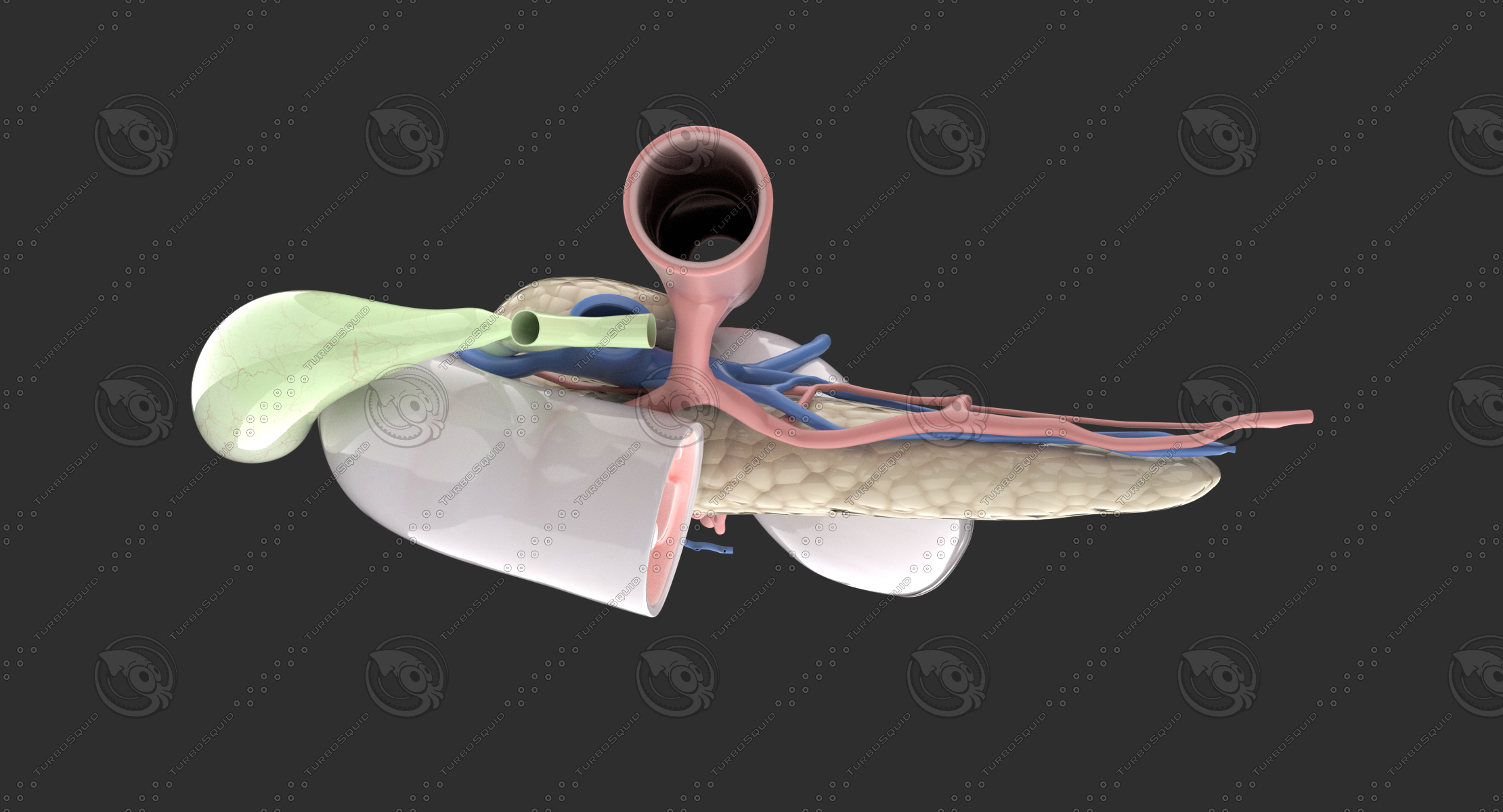 Pancreas anatomical 3D model - TurboSquid 1161334