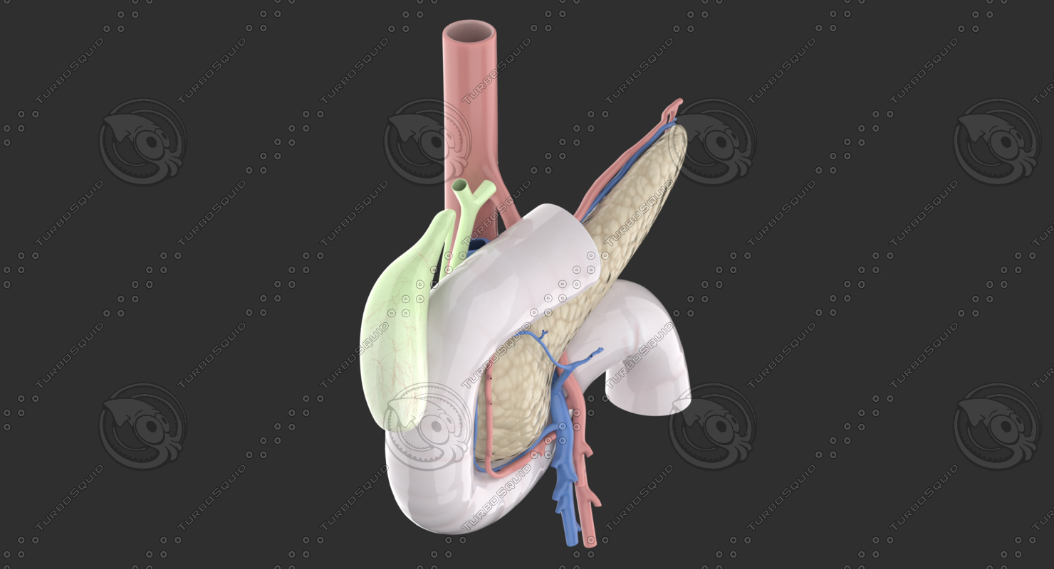 Pancreas anatomical 3D model - TurboSquid 1161334