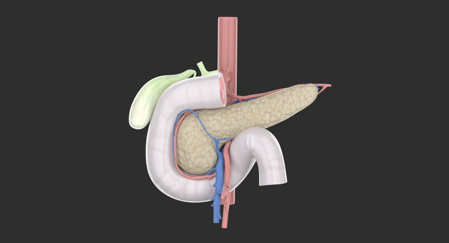 Pancreas anatomical 3D model - TurboSquid 1161334