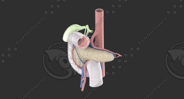 Pancreas anatomical 3D model - TurboSquid 1161334