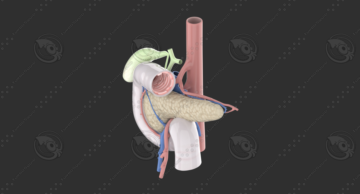 Pancreas anatomical 3D model - TurboSquid 1161334