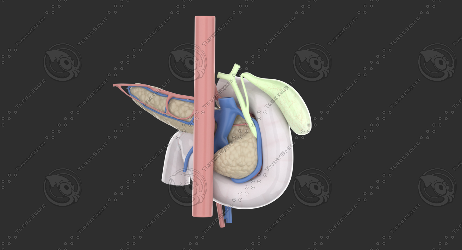Pancreas anatomical 3D model - TurboSquid 1161334