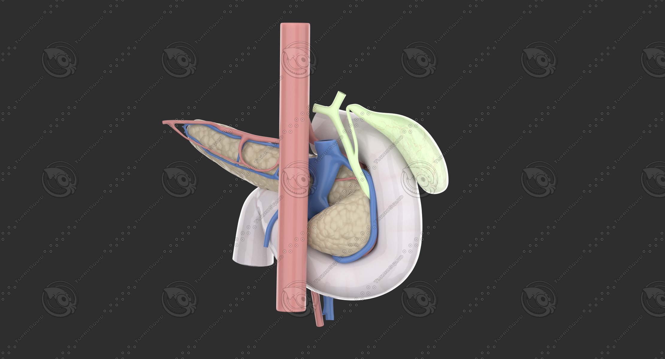 Pancreas anatomical 3D model - TurboSquid 1161334
