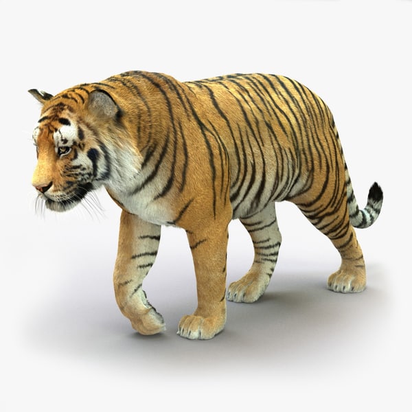 Tiger 3D Models for Download | TurboSquid